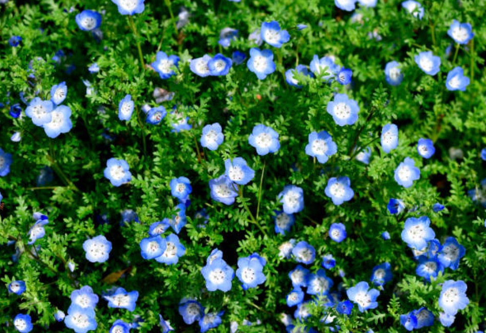 Baby Blue Eyes Seeds - California Native - Nemophila Menziesii ...