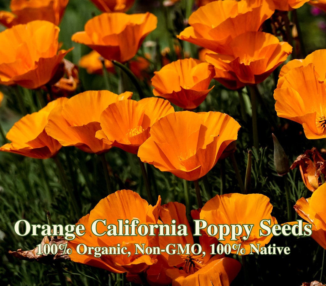 California Native Seeds Poppy Seed Mix California Native Plant for ...