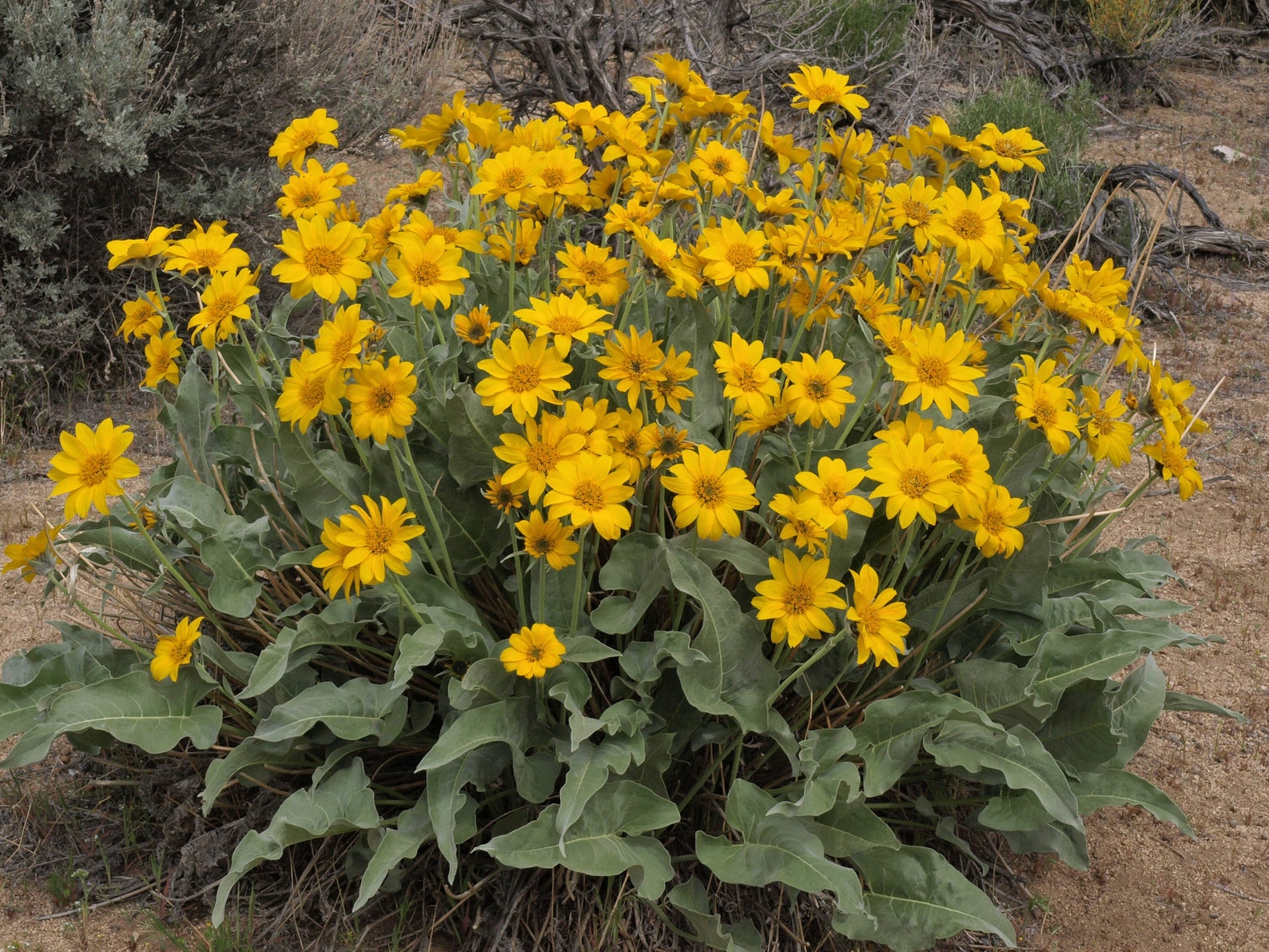 Arrowleaf Balsamroot Seeds - Drought Tolerant - California Native ...