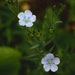 Lewis Flax Seeds California Native Flower Linum Lewisii - Etsy