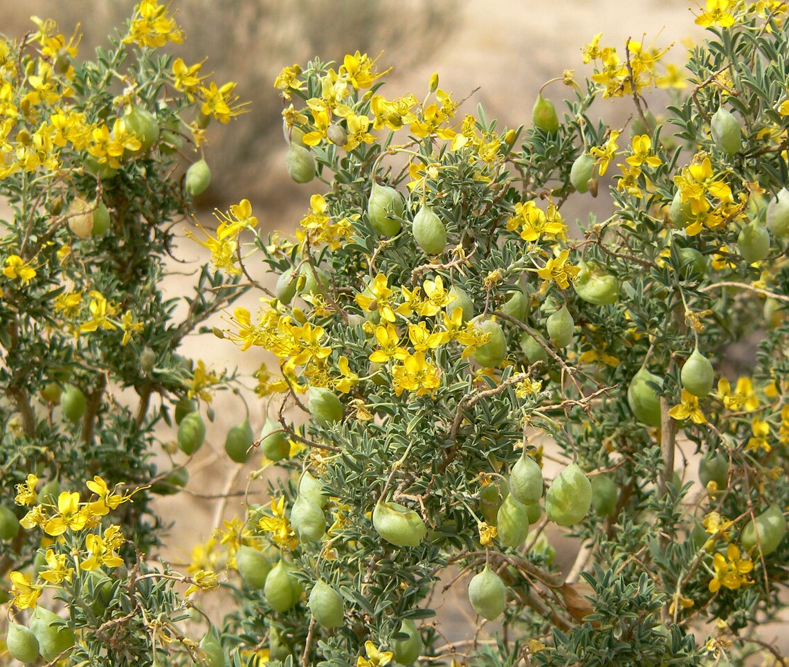 California Bladderpod Seeds for Hummingbird Landscape California Shrub ...