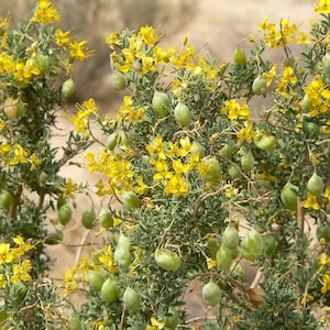California Bladderpod Seeds for Hummingbird Landscape California Shrub ...
