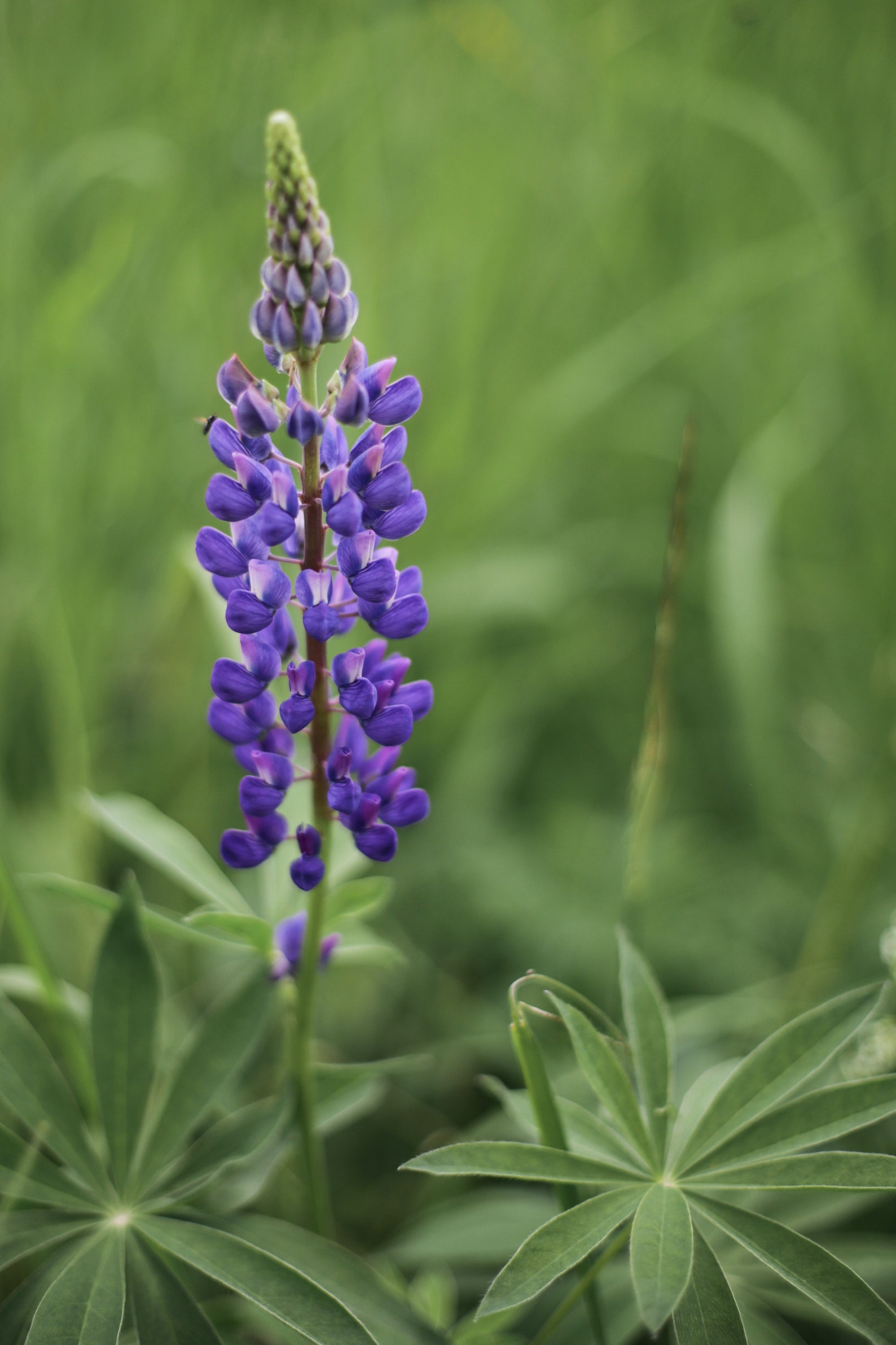 Arroyo Lupine Seeds California Native Lupinus Succulentus for ...