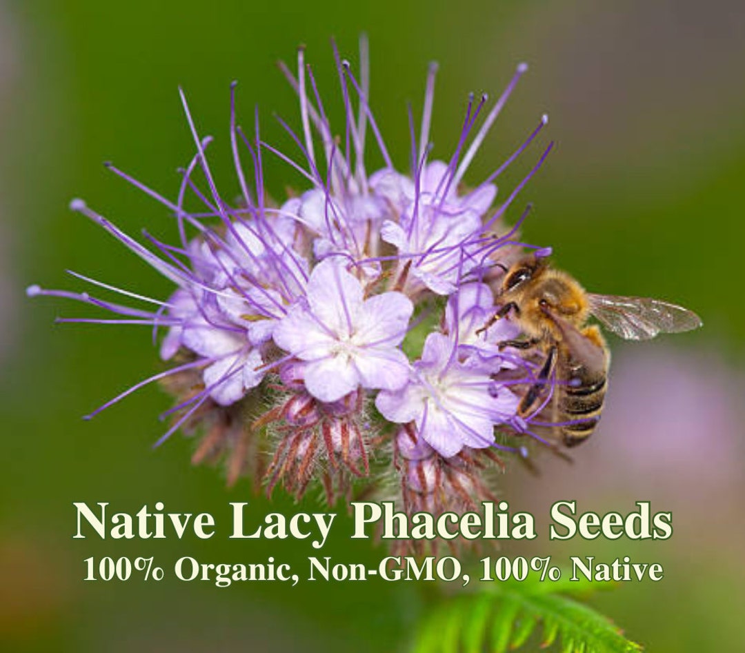 LACY PHACELIA Native Seeds - California Native - Phacelia Tanacetifolia ...