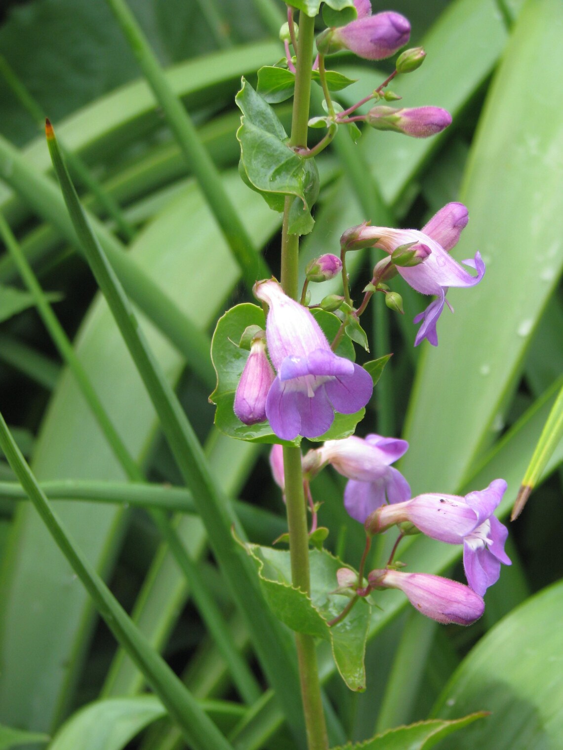 Showy Penstemon Seeds for California Native Garden Plants for Drought ...