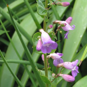 Showy Penstemon Seeds for California Native Garden Plants for Drought ...