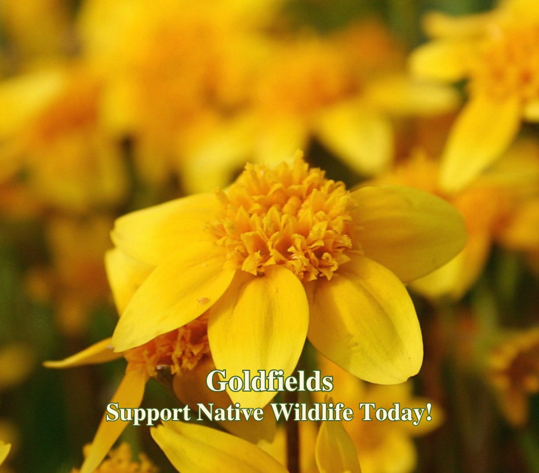 Goldfields Lasthenia Glabrata California Native Annual Wild Flower ...