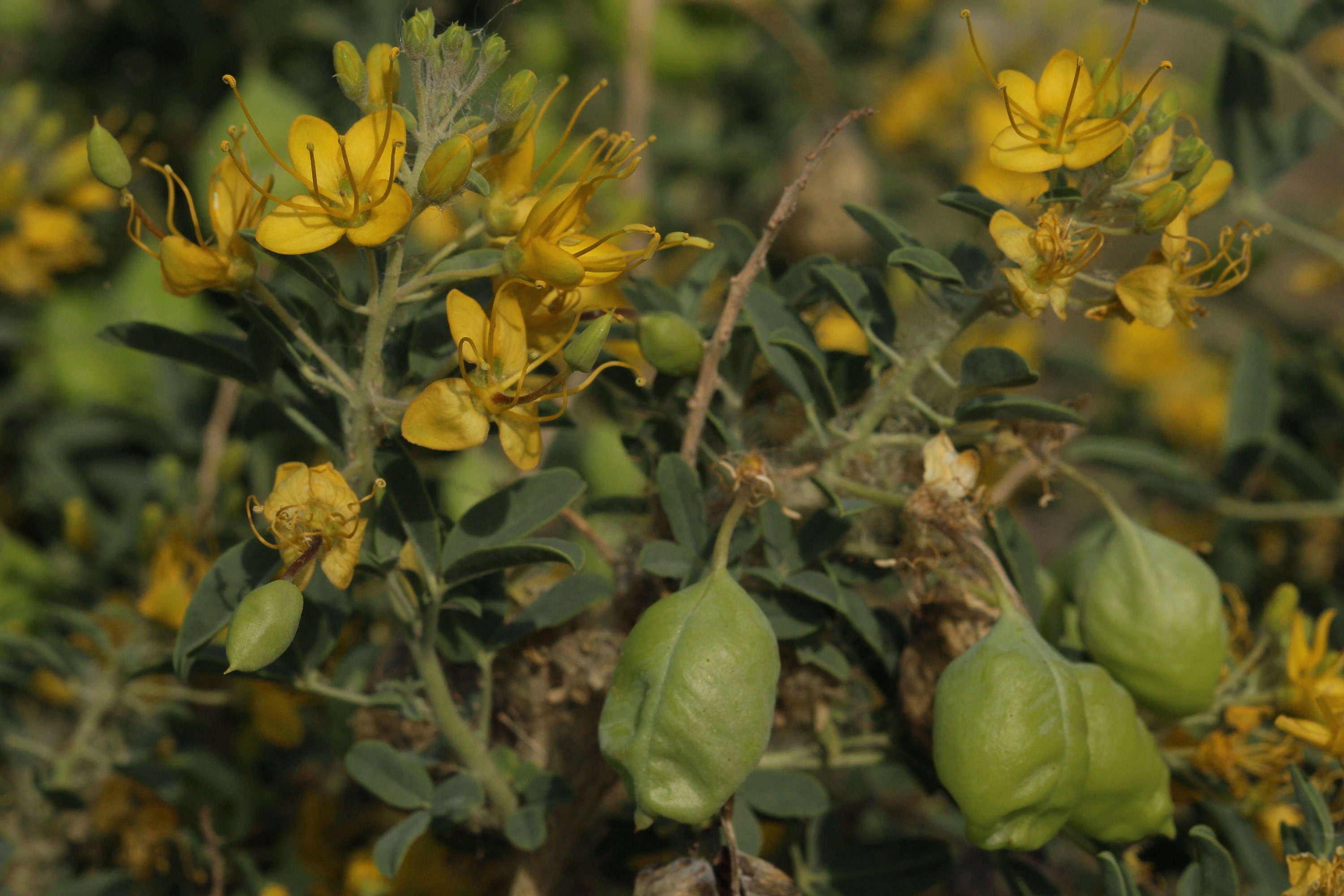 California Bladderpod Seeds for Hummingbird Landscape California Shrub ...