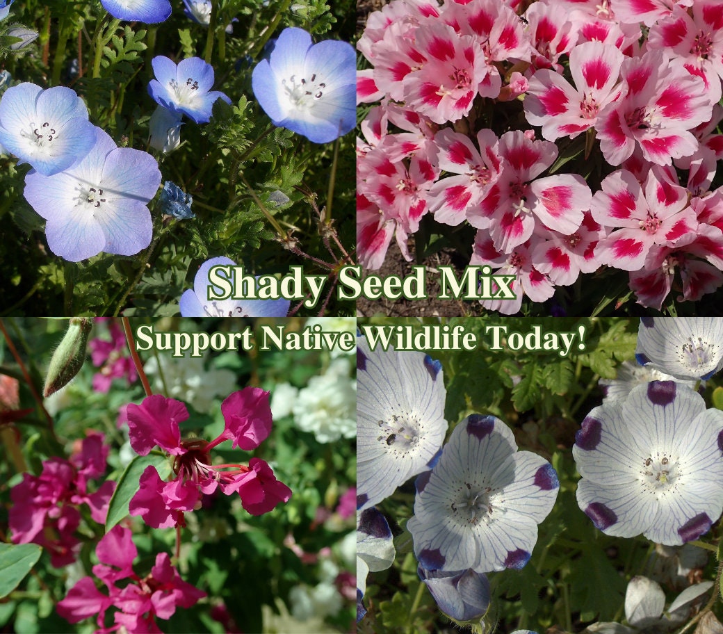 Shade Flower Seed Mix for Shade Flowers Gardens American Native Seeds ...