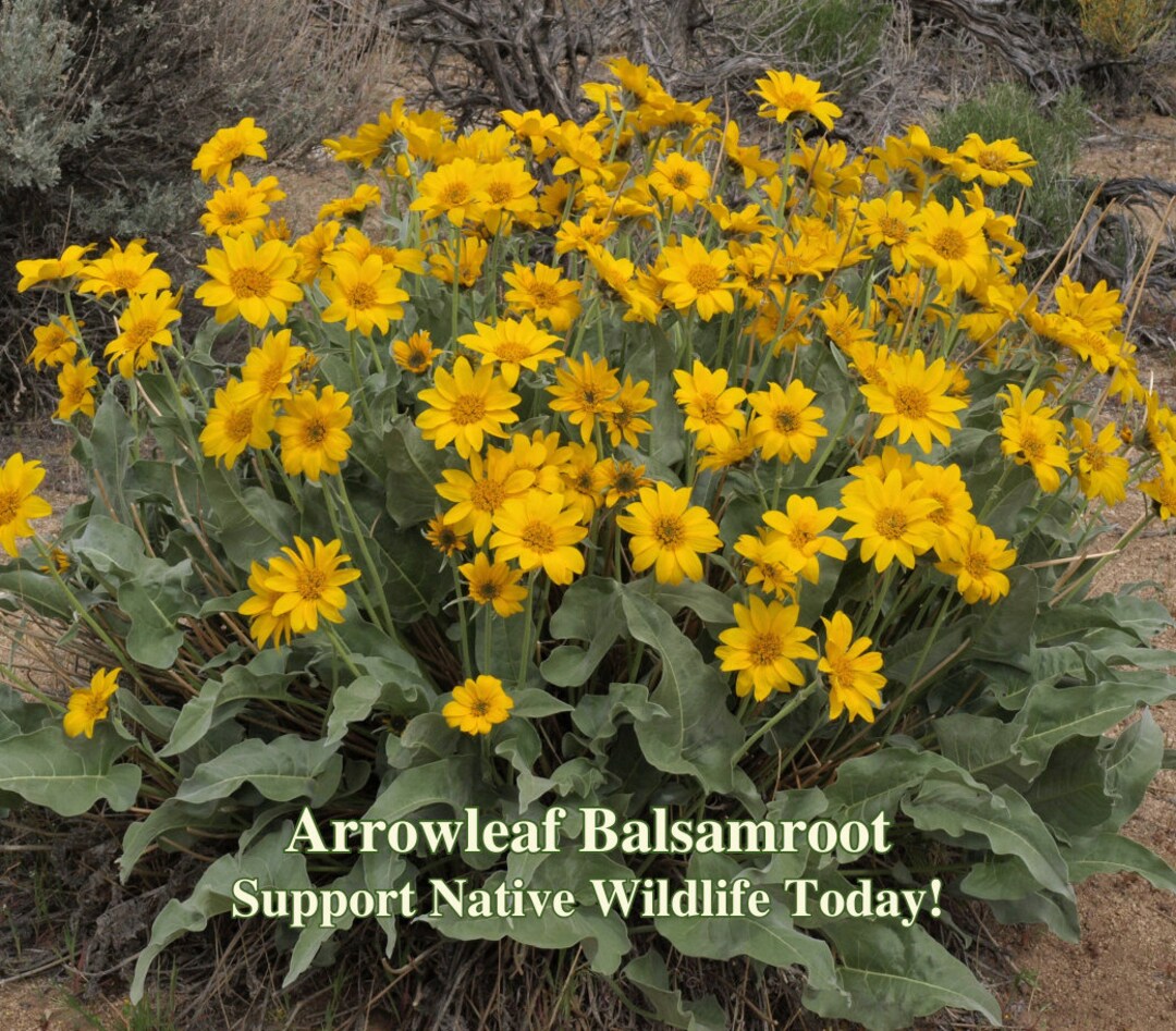 Arrowleaf Balsamroot Seeds - Drought Tolerant - California Native ...