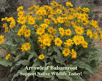 Arrowleaf Balsamroot (balsamorhiza Sagittata) Seed Packet - Etsy