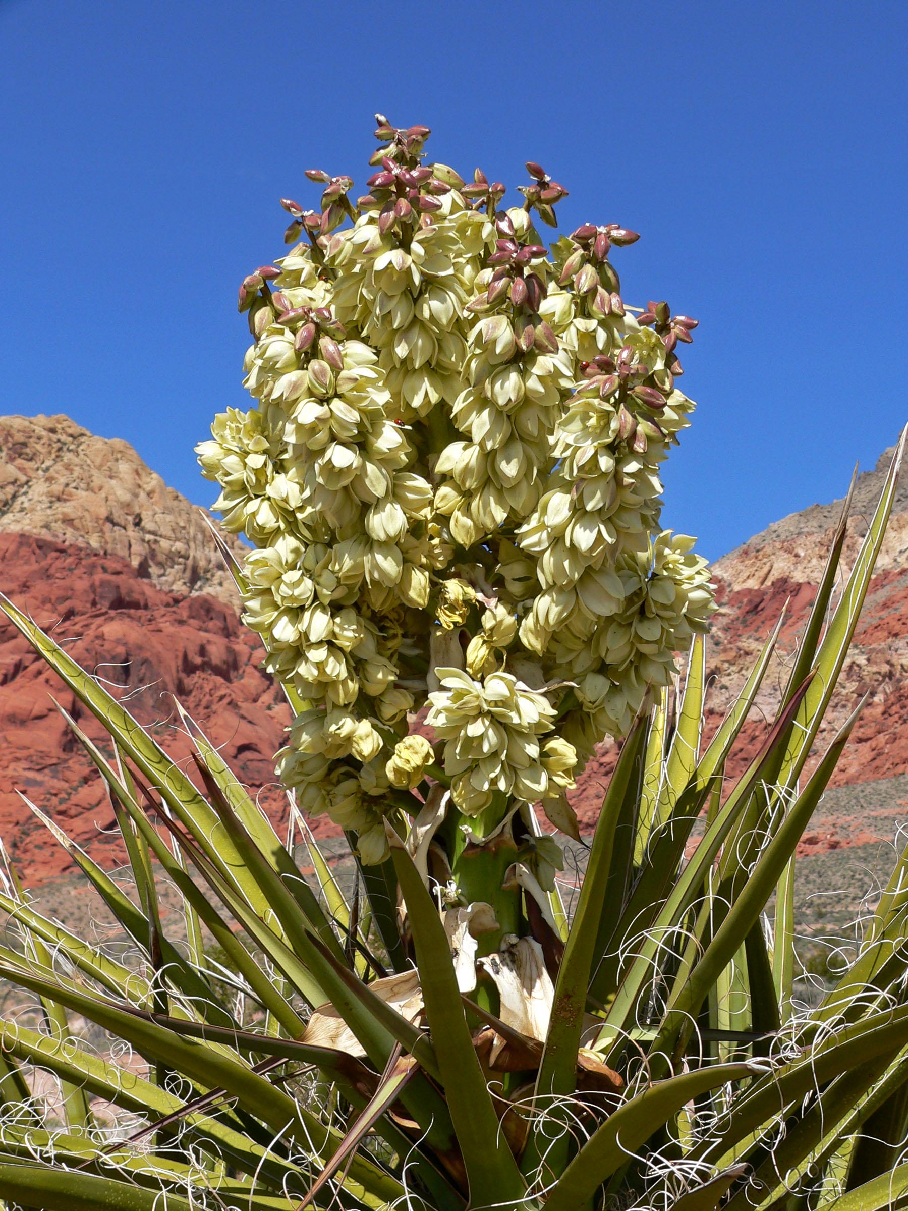 Mohave Yucca Seeds California Native Seed Yucca Schidigera Tree for ...