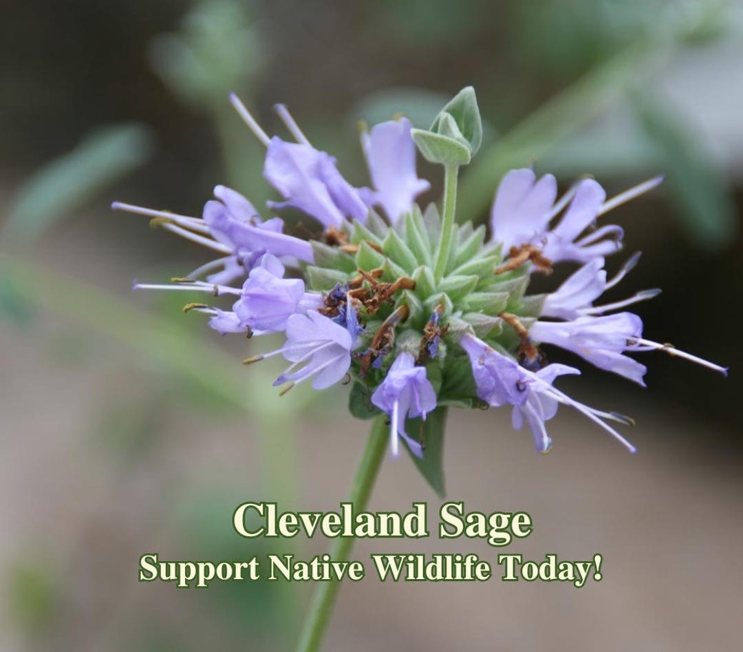 Cleveland Sage California Native Seeds Salvia Clevelandii Pollinator ...