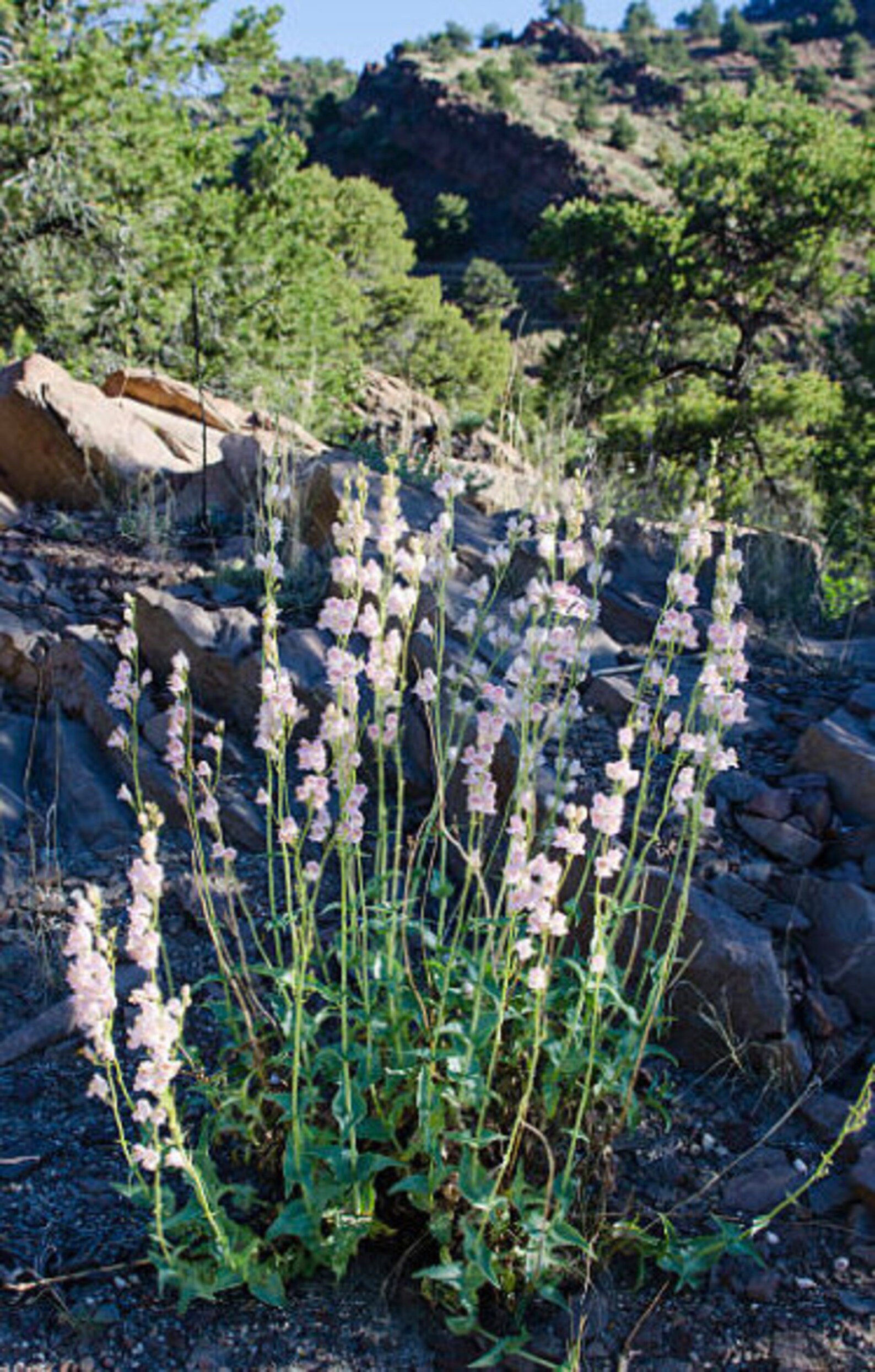 Palmers Penstemon Seeds - California Native Flower - Penstemon Palmeri ...
