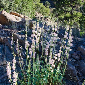 Palmers Penstemon Seeds - California Native Flower - Penstemon Palmeri ...