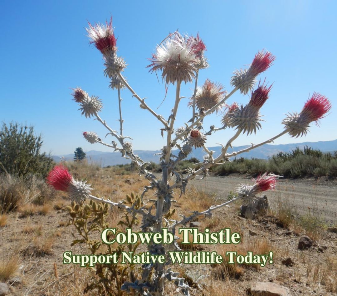 Cobweb Thistle Seeds California Native Seed Cirsium Occidentale Plants ...