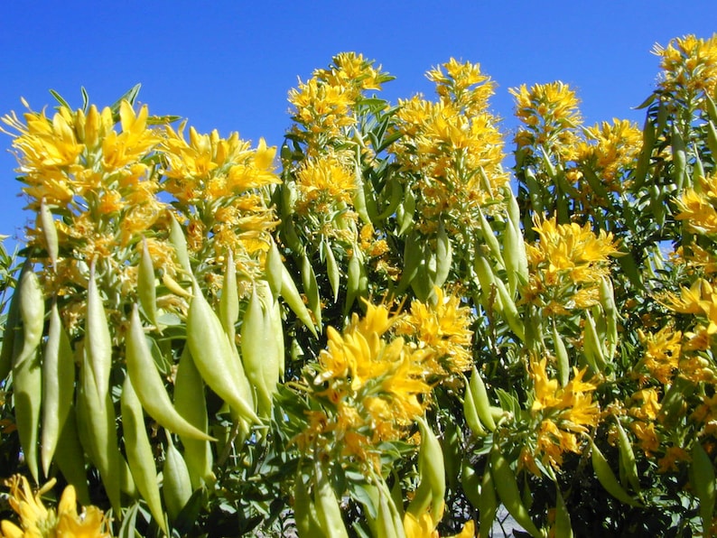 California Bladderpod Seeds for Hummingbird Landscape California Shrub ...
