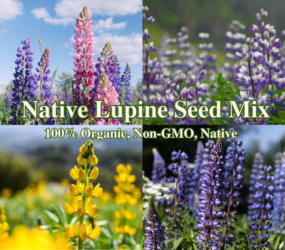 Native Lupine Wild Flower Seed Mix for Sustainable Landscaping American ...