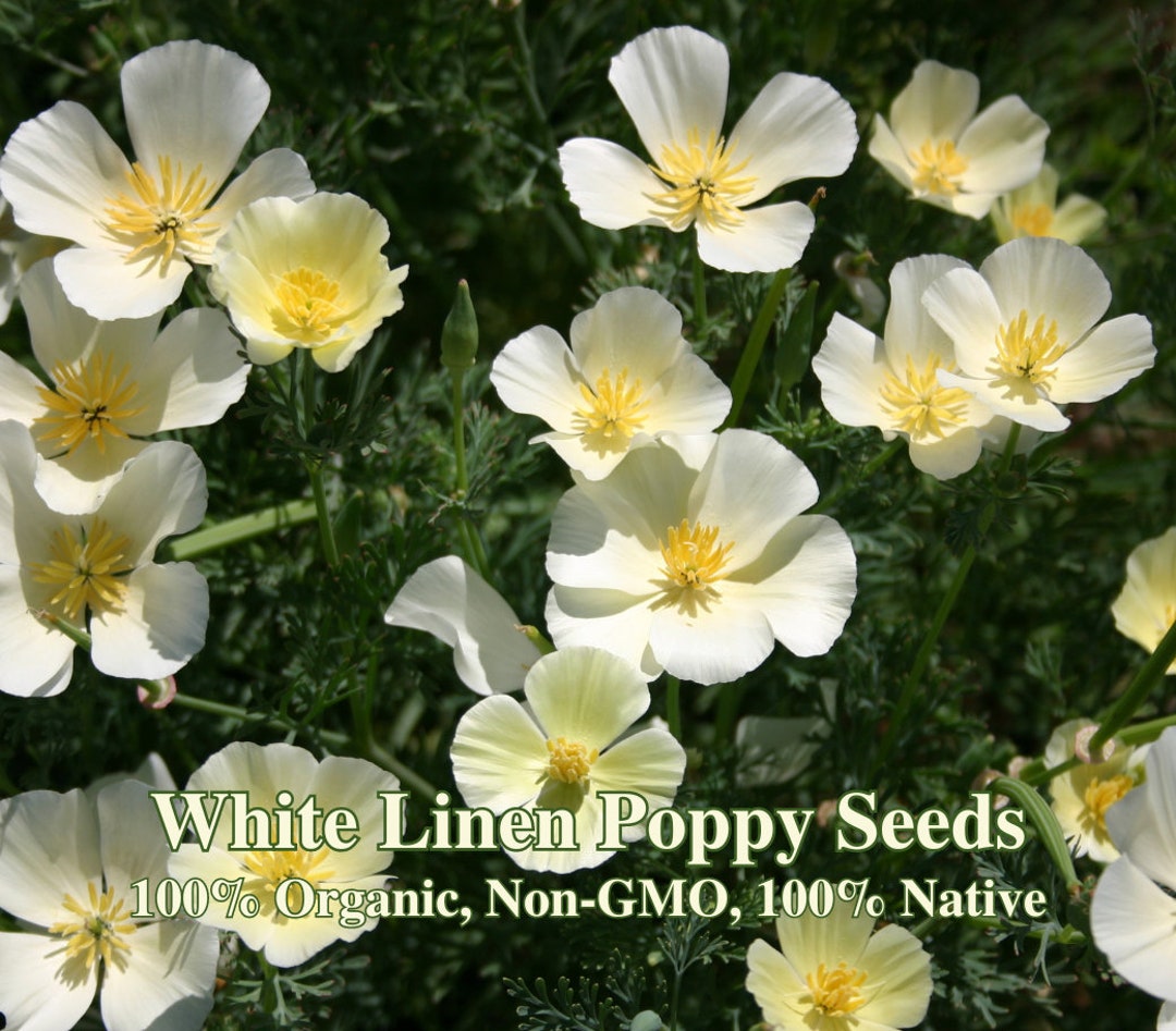 White Linen California Poppy Seed - California Native - Eschscholzia ...