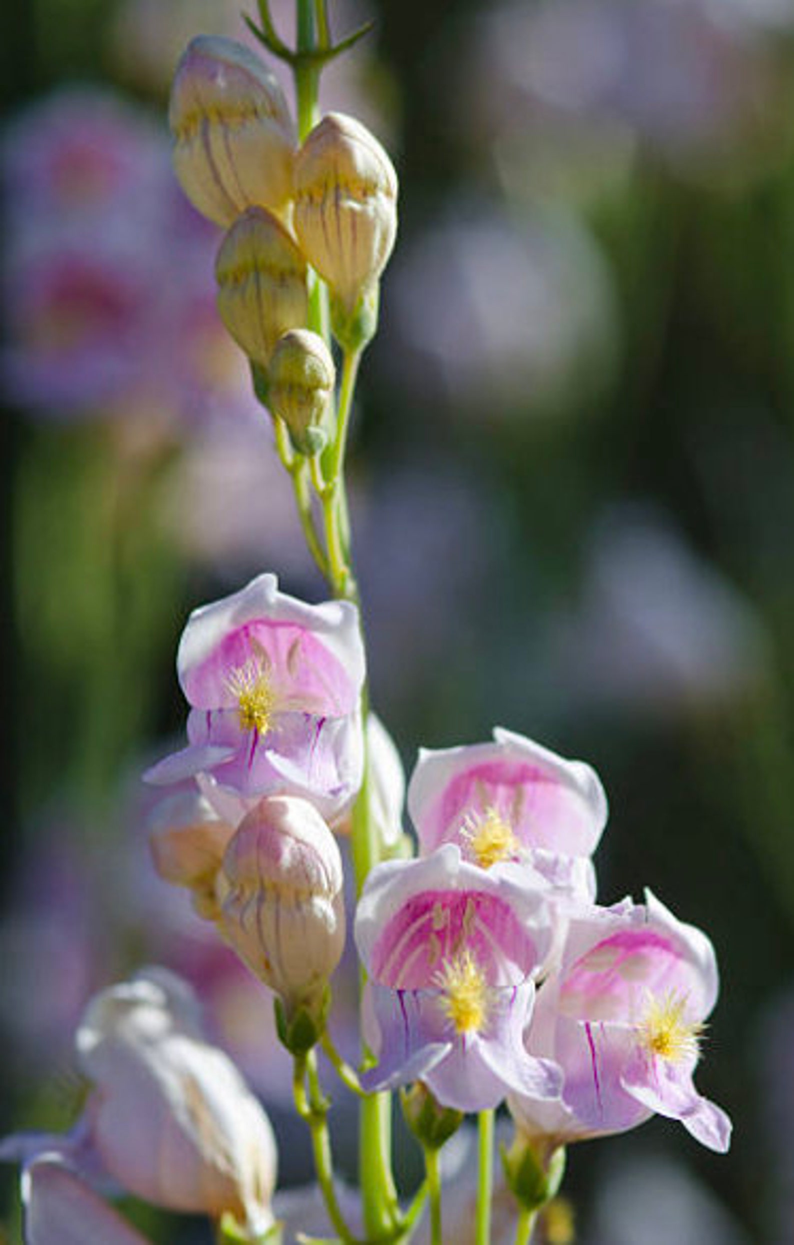 Palmers Penstemon Seeds - California Native Flower - Penstemon Palmeri ...