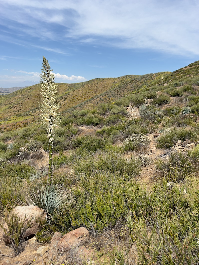 Chaparral Yucca Seeds for Drought Tolerant Gardens California Native ...