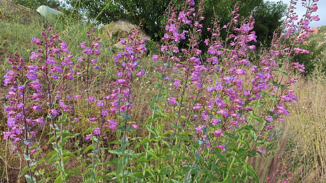 Showy Penstemon Seeds for California Native Garden Plants for Drought ...