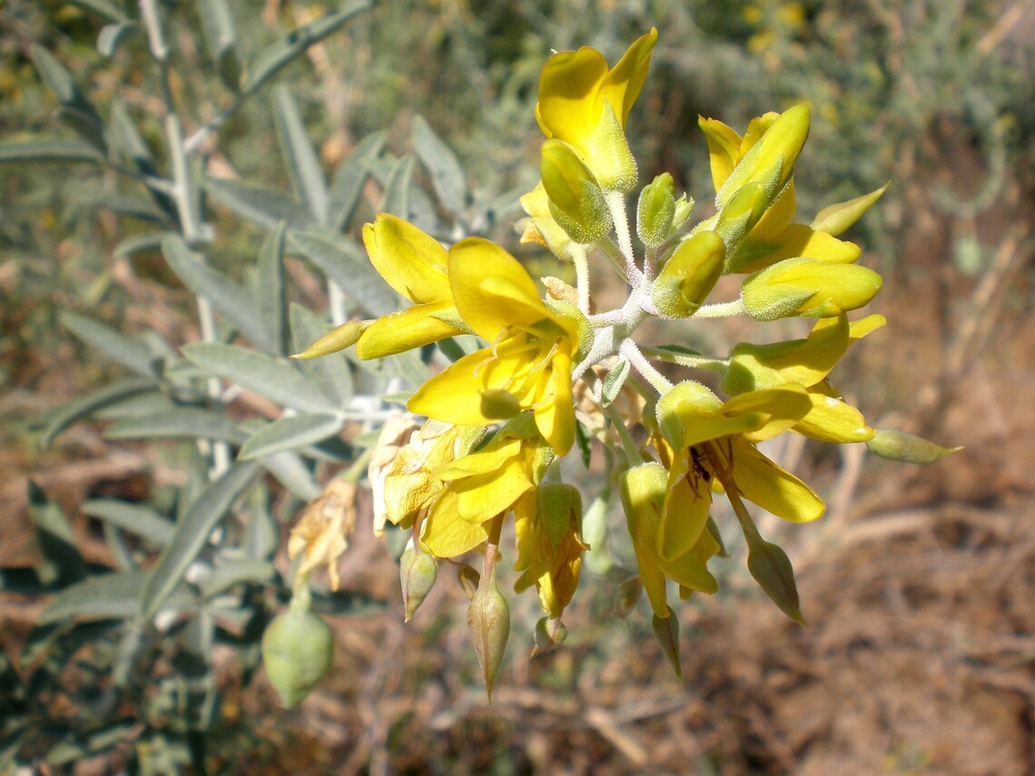 California Bladderpod Seeds for Hummingbird Landscape California Shrub ...