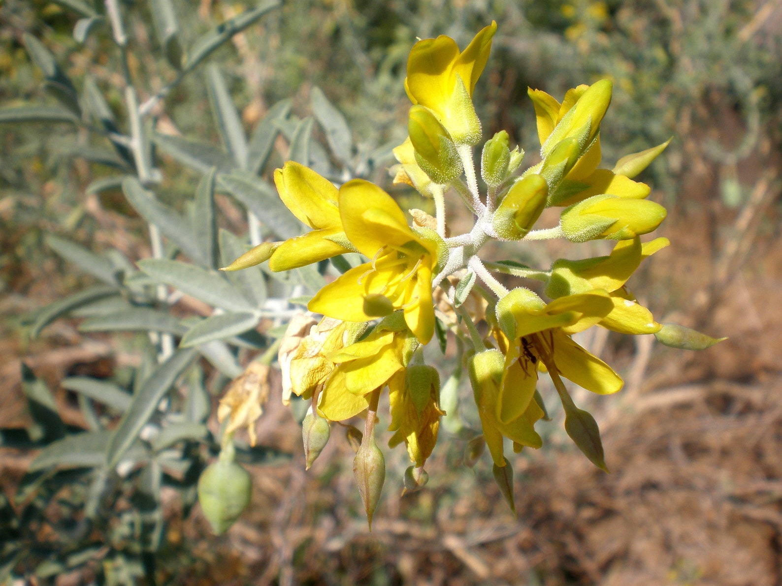 California Bladderpod Seeds for Hummingbird Landscape California Shrub ...