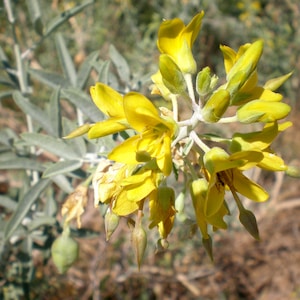 California Bladderpod Seeds for Hummingbird Landscape California Shrub ...