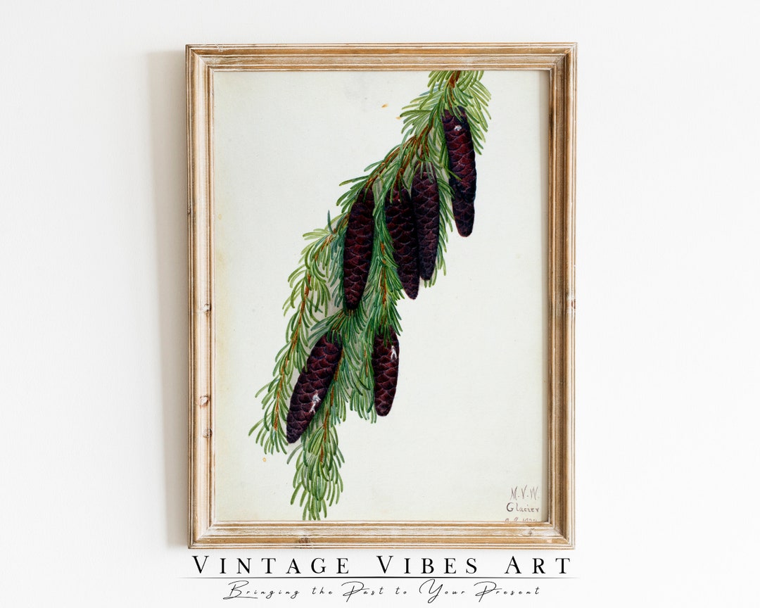 Botanical Pine Tree Study: Nature Art With Detailed Botanical Branches ...