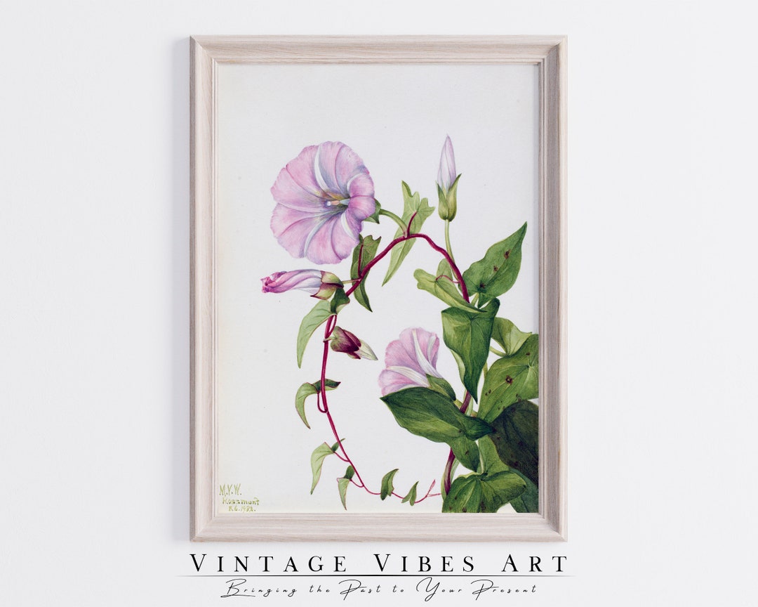 Botanical Watercolor Print of Hedge Bindweed Flower, Vintage Plant Art ...