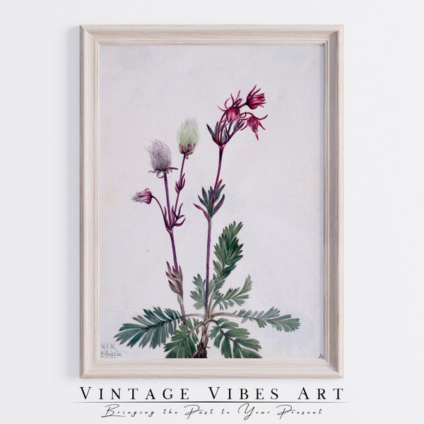 Prairie Smoke Plant - Etsy