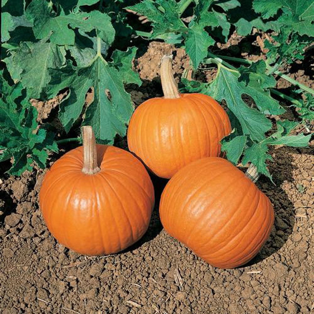 Wee Bee Little Pumpkin 25 Seeds - Etsy