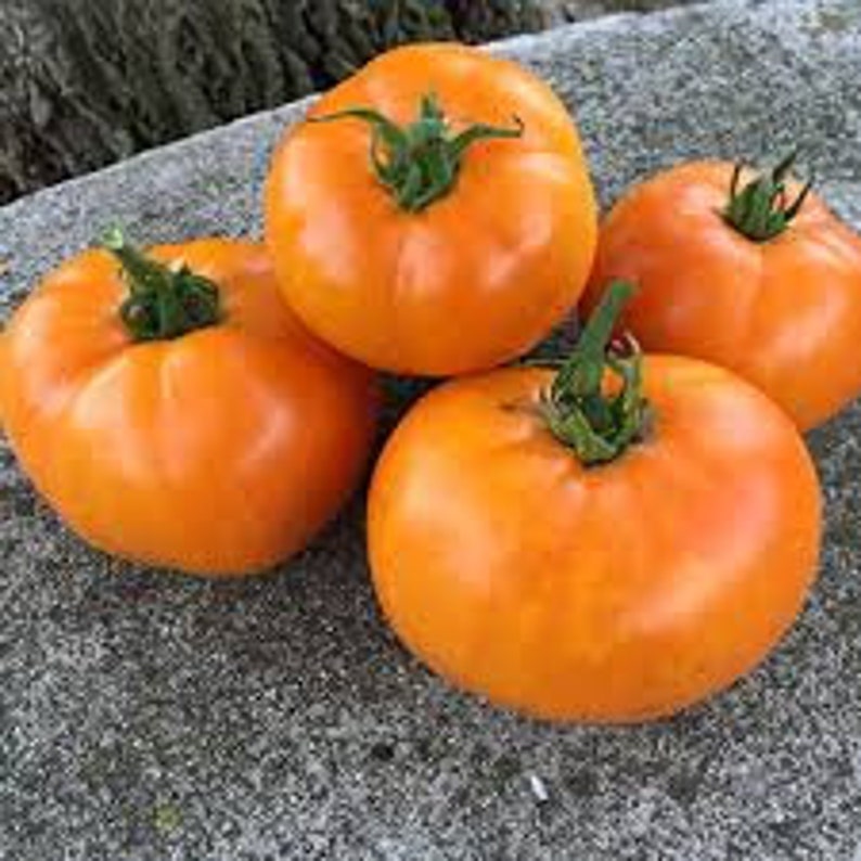 Nebraska Wedding Tomato 1000 Seed - Etsy
