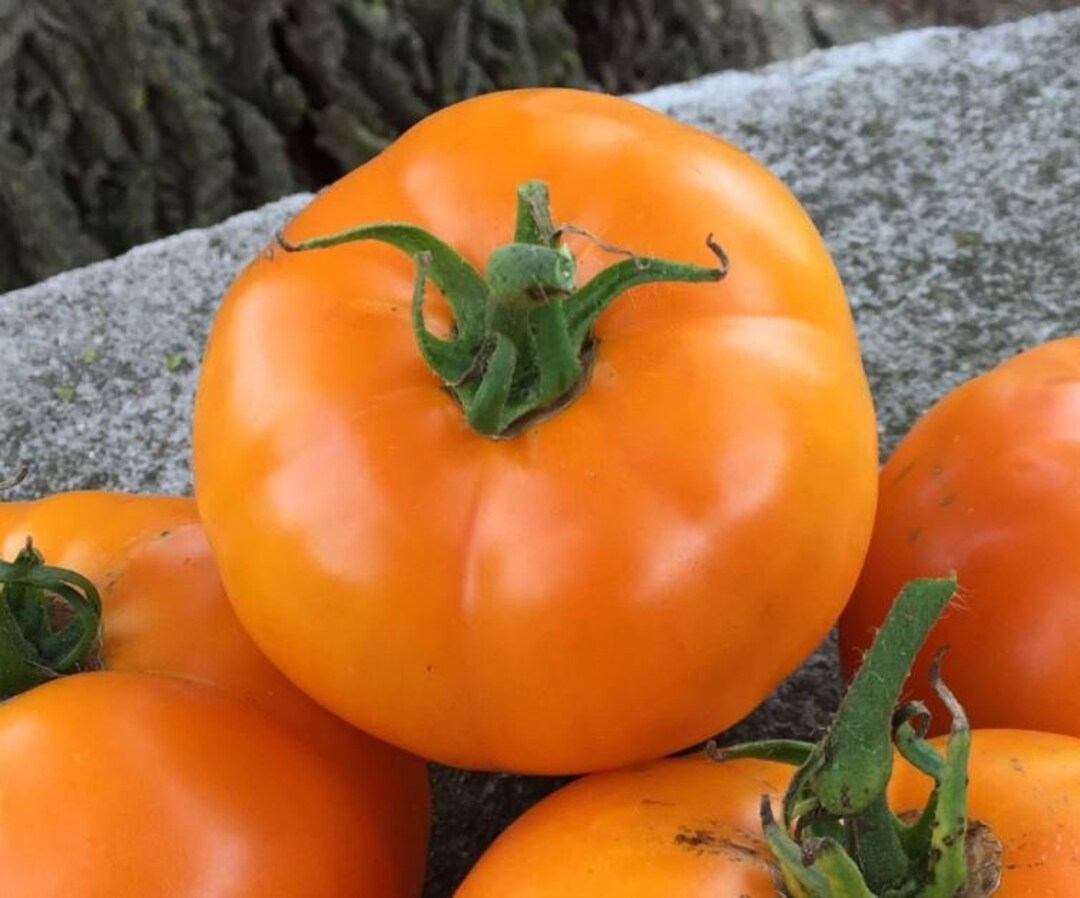 Nebraska Wedding Tomato 1000 Seed - Etsy