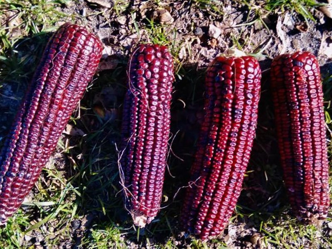 Jimmy Red Corn 4 Ounces of Seed - Etsy