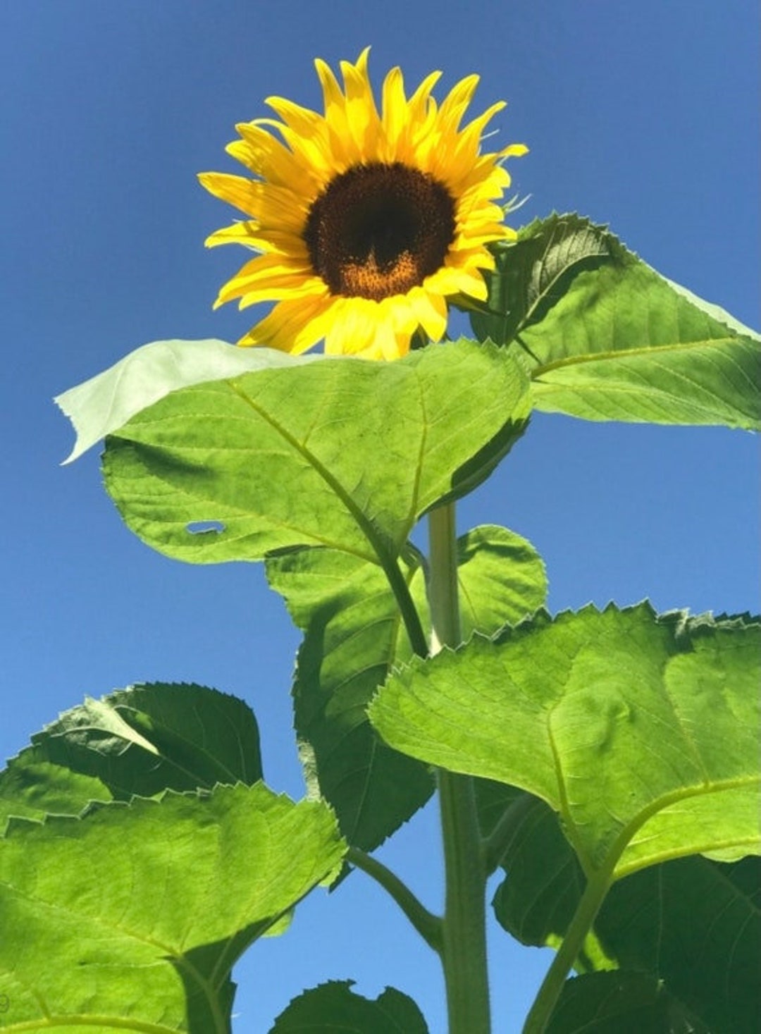 American Giant Sunflower 100 Seeds - Etsy
