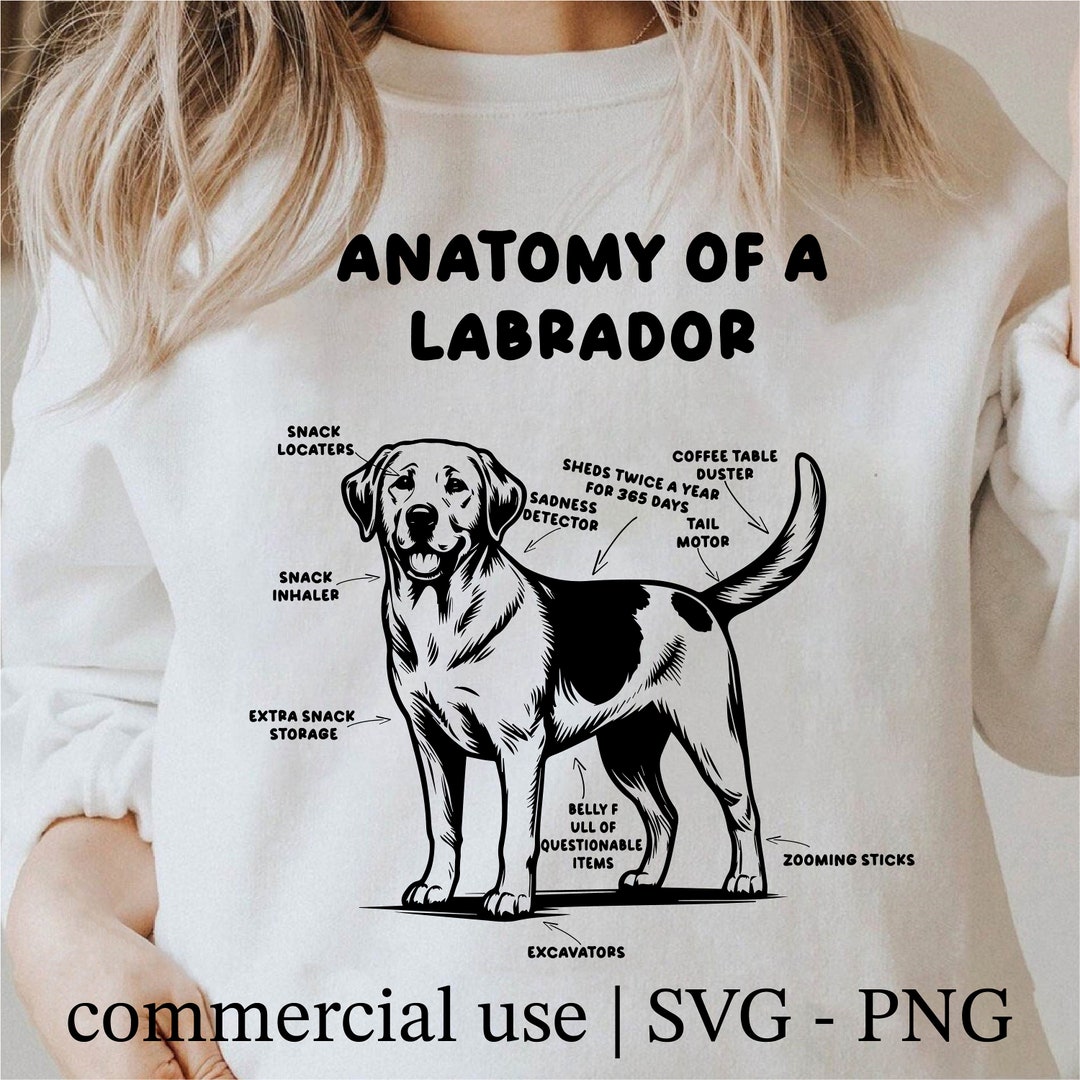 Anatomy of A Labrador Svg Super Cute Labrador Dog Png Cricut - Etsy