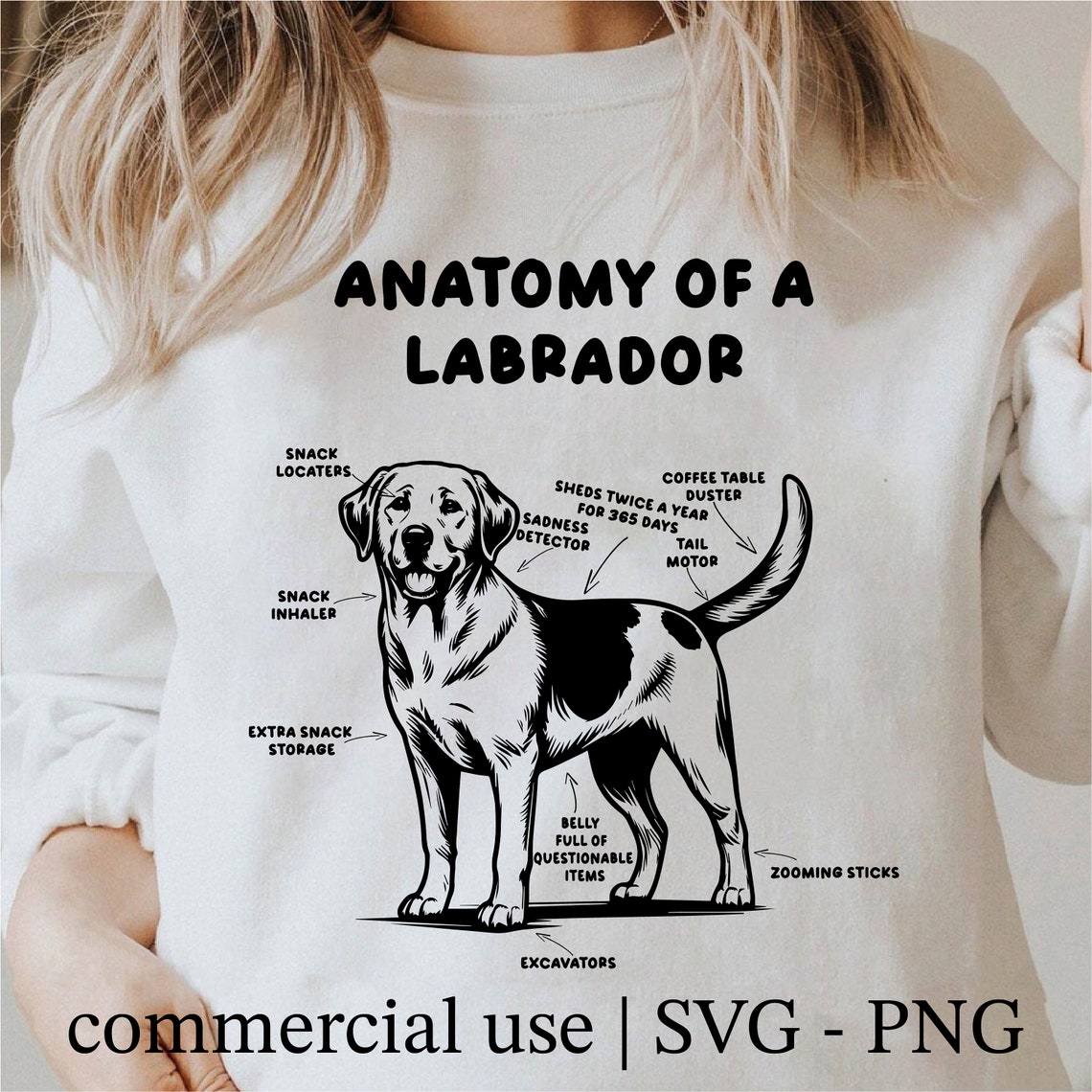 Anatomy of A Labrador Svg, Super Cute Labrador Dog Png, Cricut Labrador ...