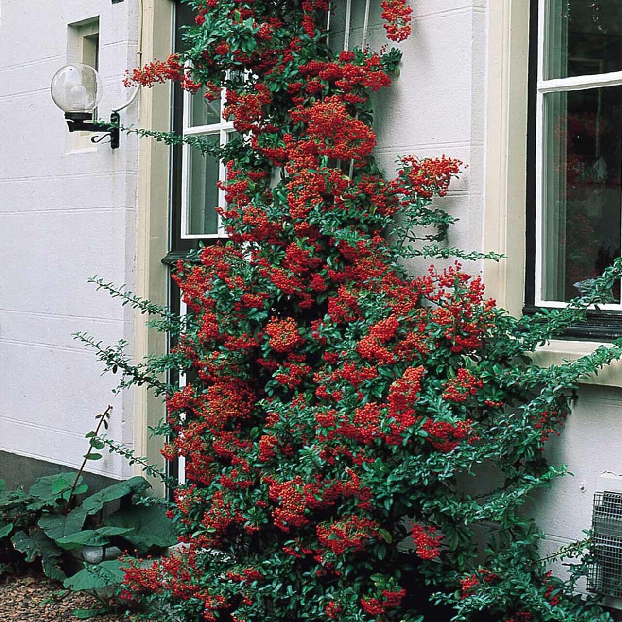 Large Pyracantha Mohave Red Column Firethorn Evergreen Shrub - Etsy UK