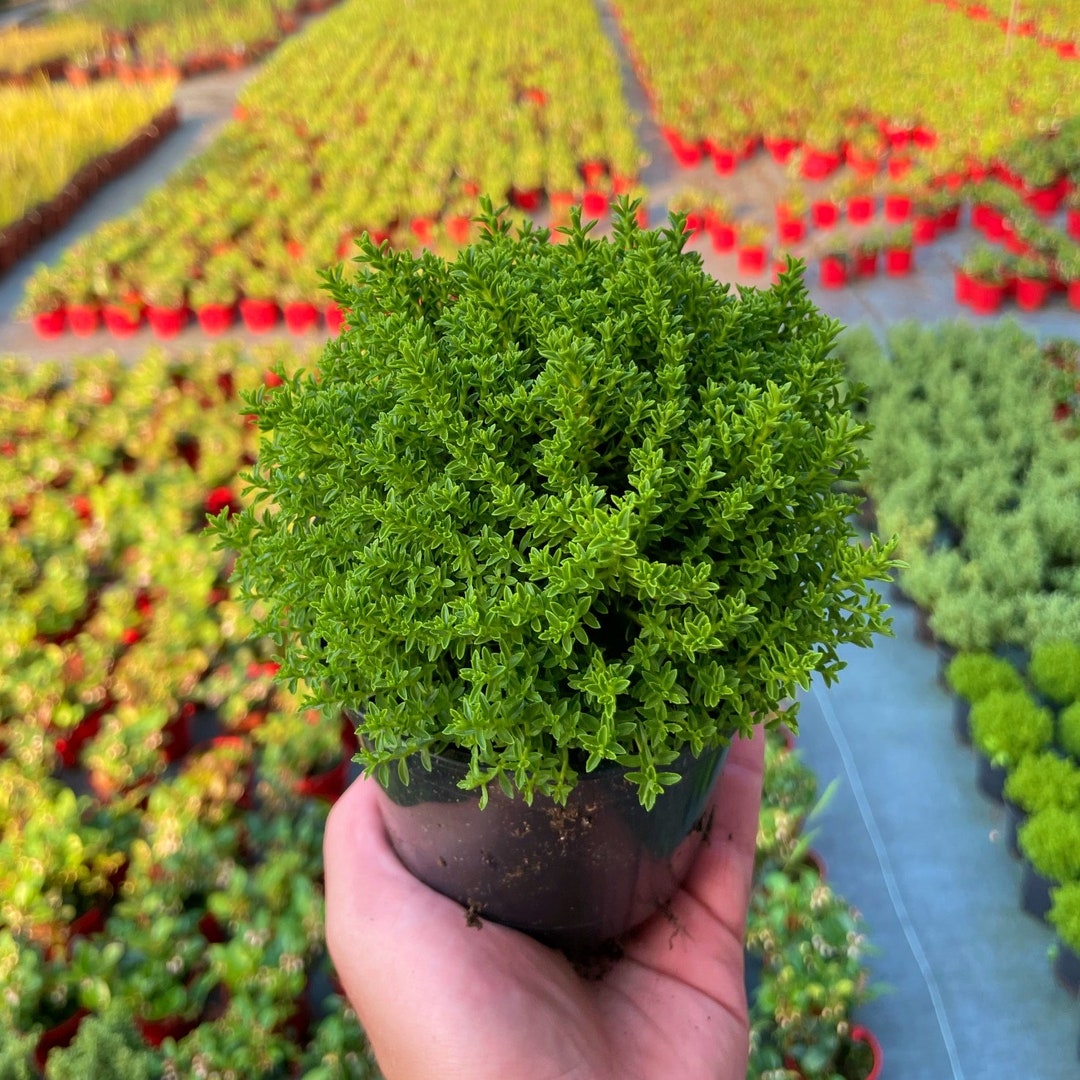 Hebe 'green Globe' X 3 Plants. EVERGREEN, Hardy Bun Shaped Ornamental ...