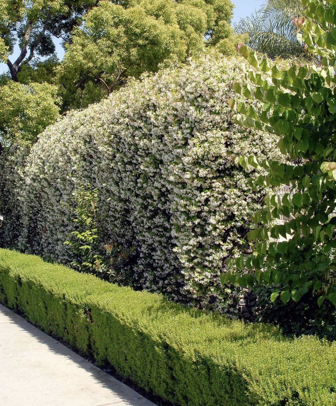 Fragrant Evergreen Hardy Climber - Star Jasmin -trachelospermum ...
