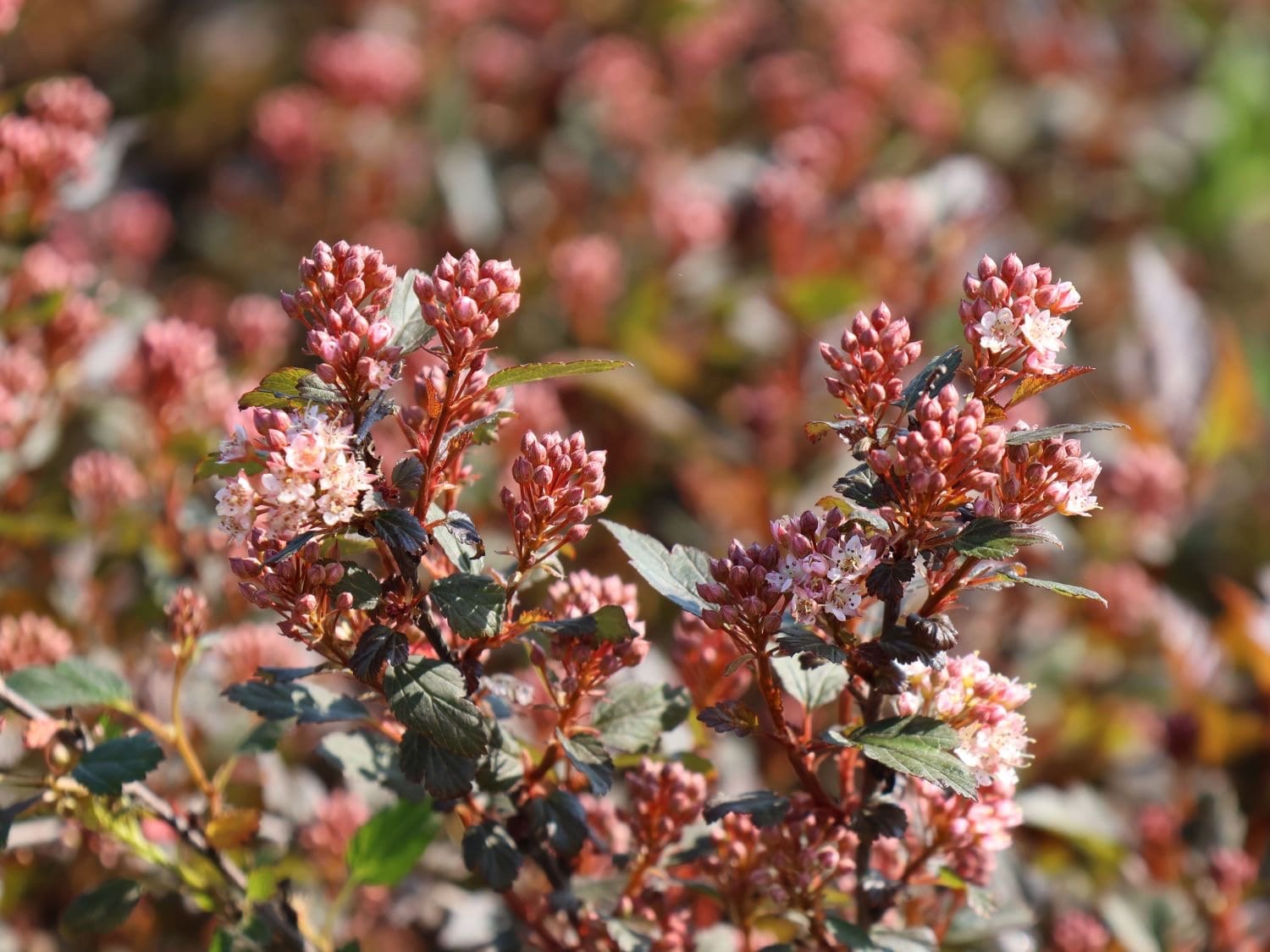 Physocarpus 'little Joker' Ready to Plant Now A Dwarf Flowering Shrub ...