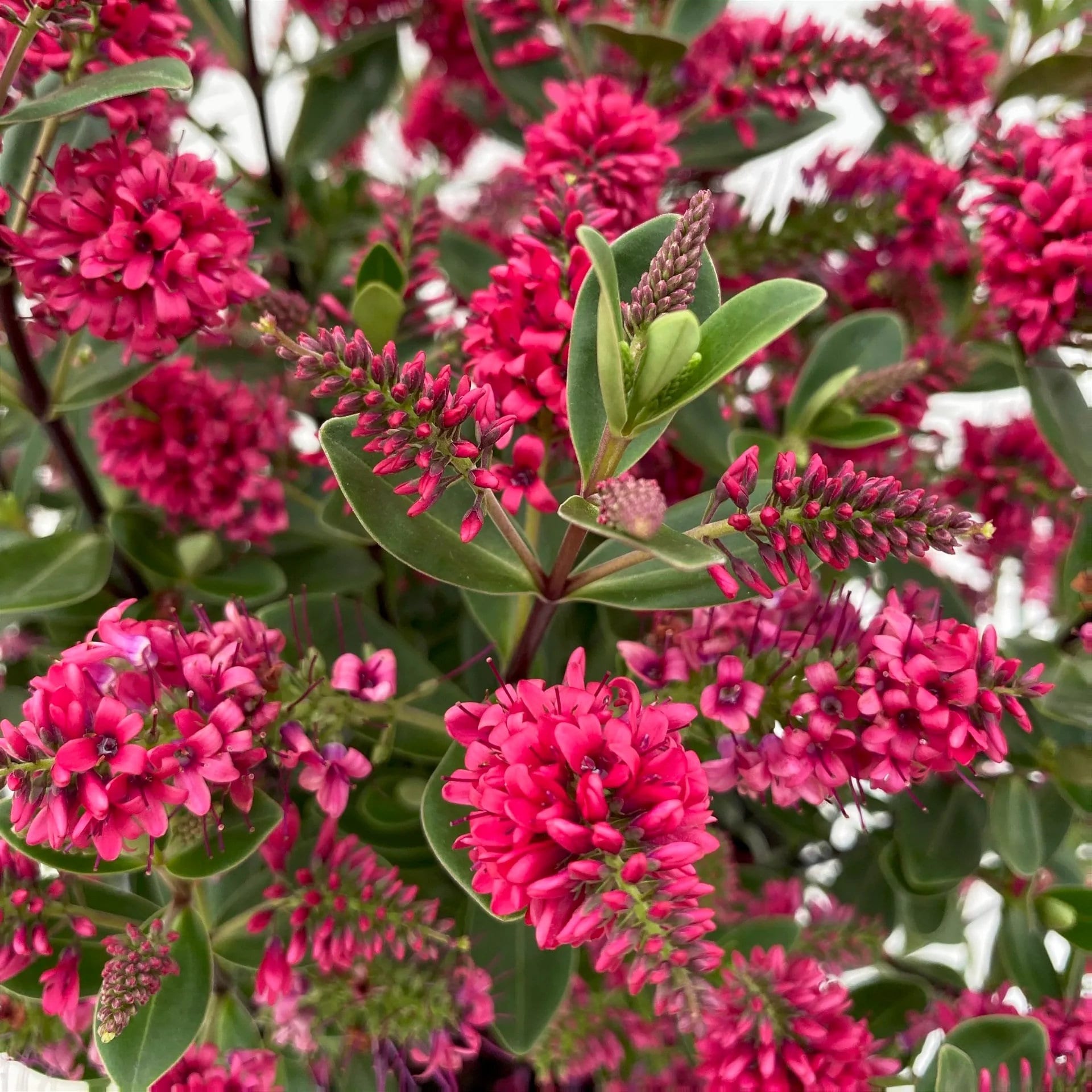 Hebe All Blooms® NEW Hardy Evergreen Flowering Garden Shrub amaia ...