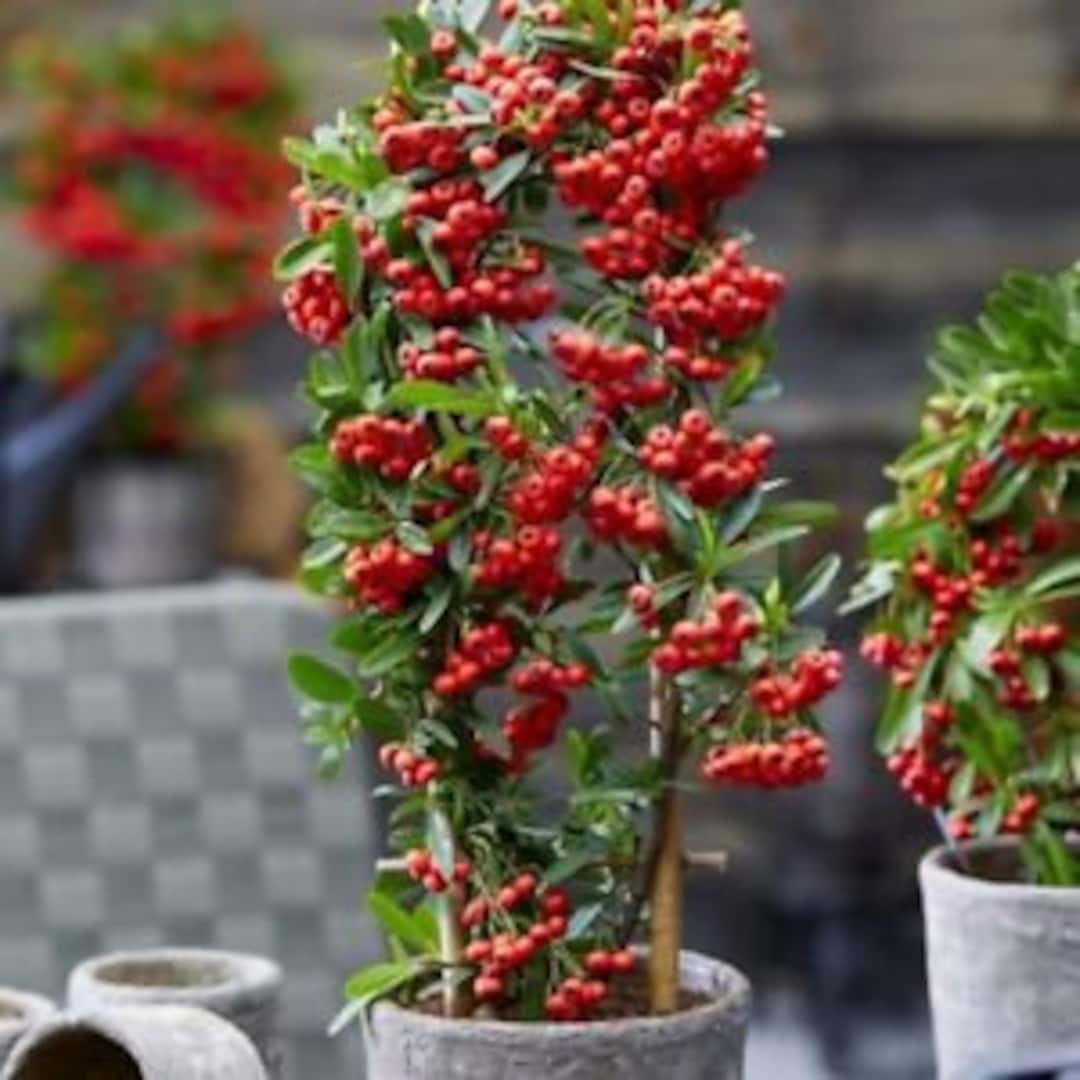 Large Pyracantha Mohave Red Column Firethorn Evergreen Shrub Garden ...