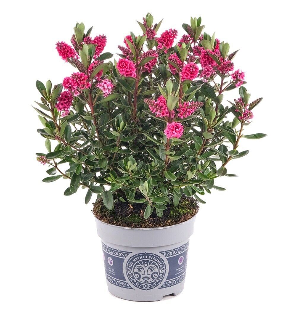 Hebe All Blooms® NEW Hardy Evergreen Flowering Garden Shrub - Etsy UK
