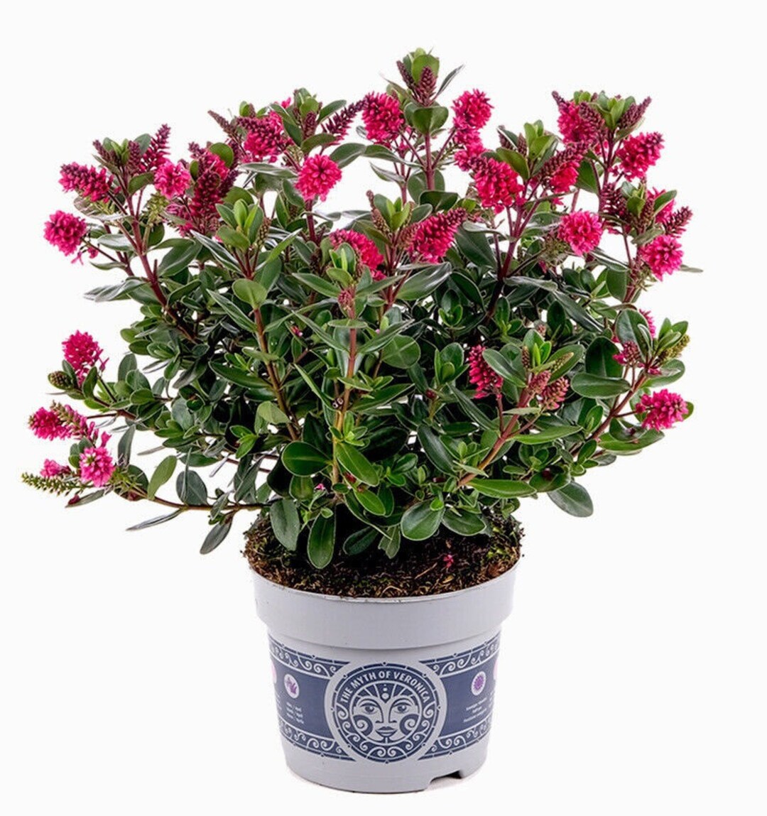 Hebe All Blooms® NEW Hardy Evergreen Flowering Garden Shrub amaia ...