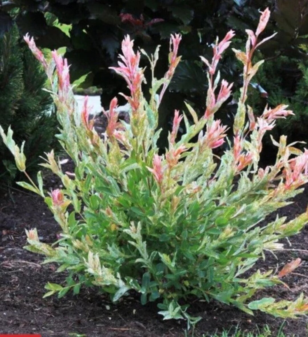 Salix Hakuro Nishiki Flamingo Hardy Shrub in a 14cm Pot Amazing Foliage ...