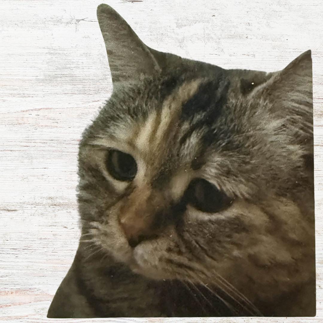Sad Cat Holographic Sticker - Etsy