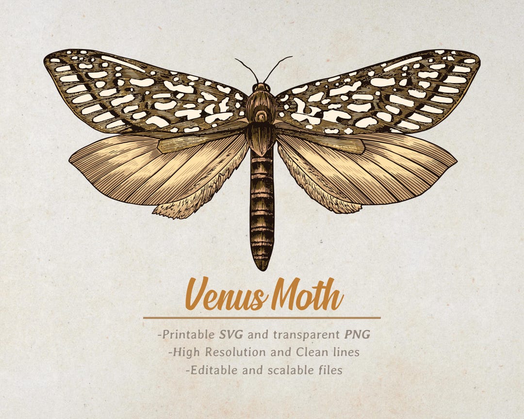 Venus Moth Clipart - SVG and PNG Insect Illustration for Botanical Wall ...